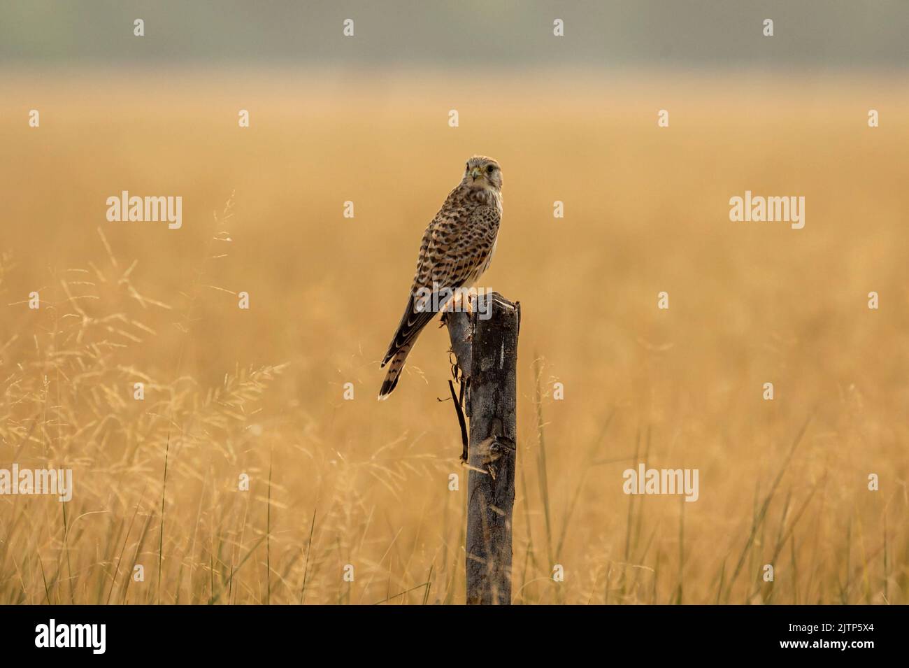 Common kestrel or european kestrel or Falco tinnunculus bird perched on ...
