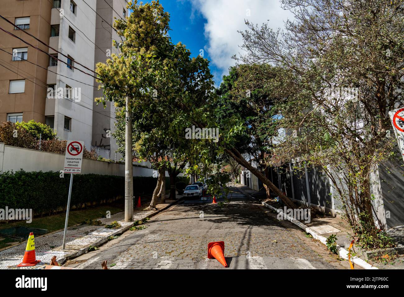 Tree branch stuck on electrical wires after a heavy storm Stock Photo ...