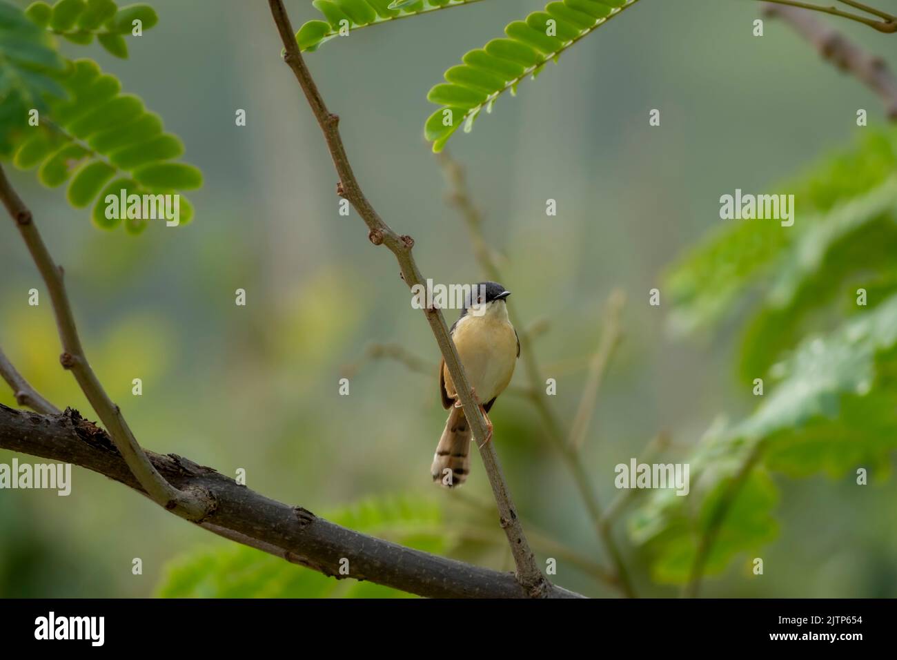 ashy prinia or ashy wren-warbler closeup or portrait in natural green ...
