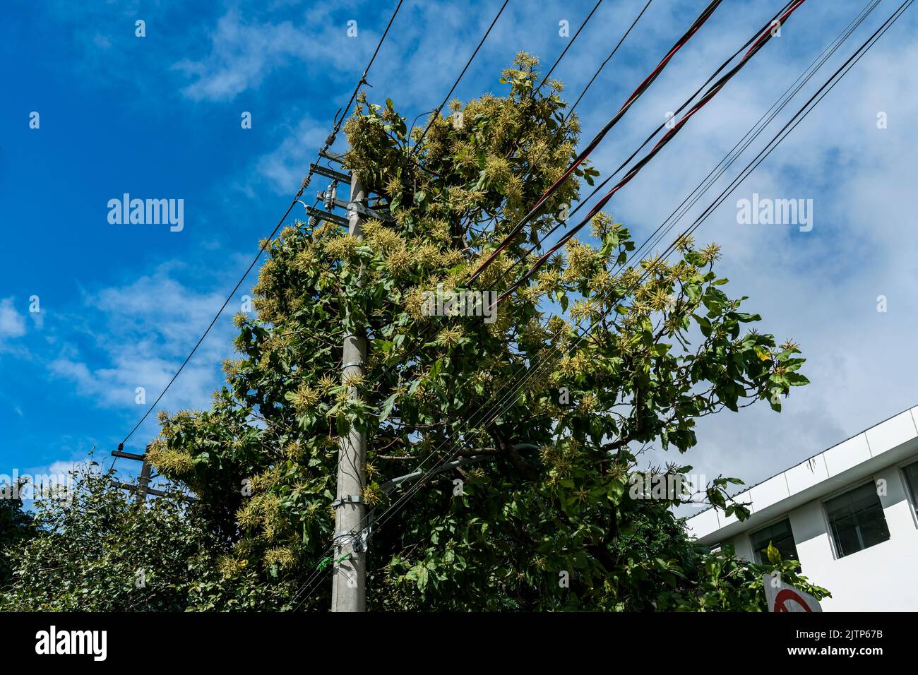 Tree branch stuck on electrical wires after a heavy storm Stock Photo ...