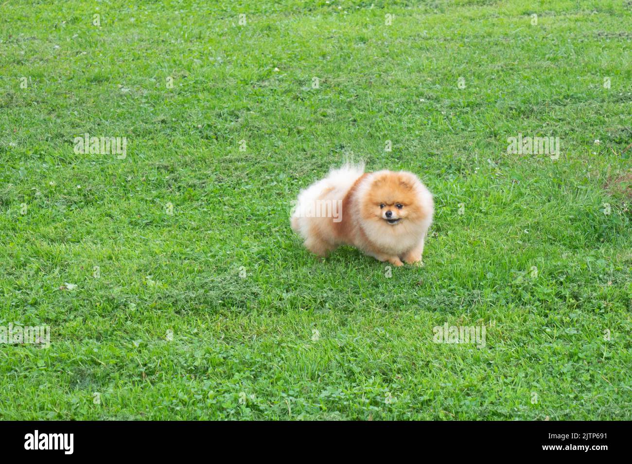 Red and yellow Pomeranian Spitz dog play on the background of green ...