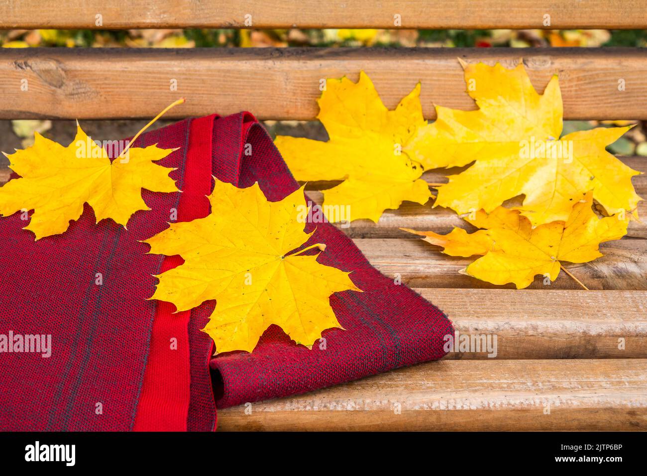Wooden bench and the scarf, yellow dry leaves in the city park. Autumn ...