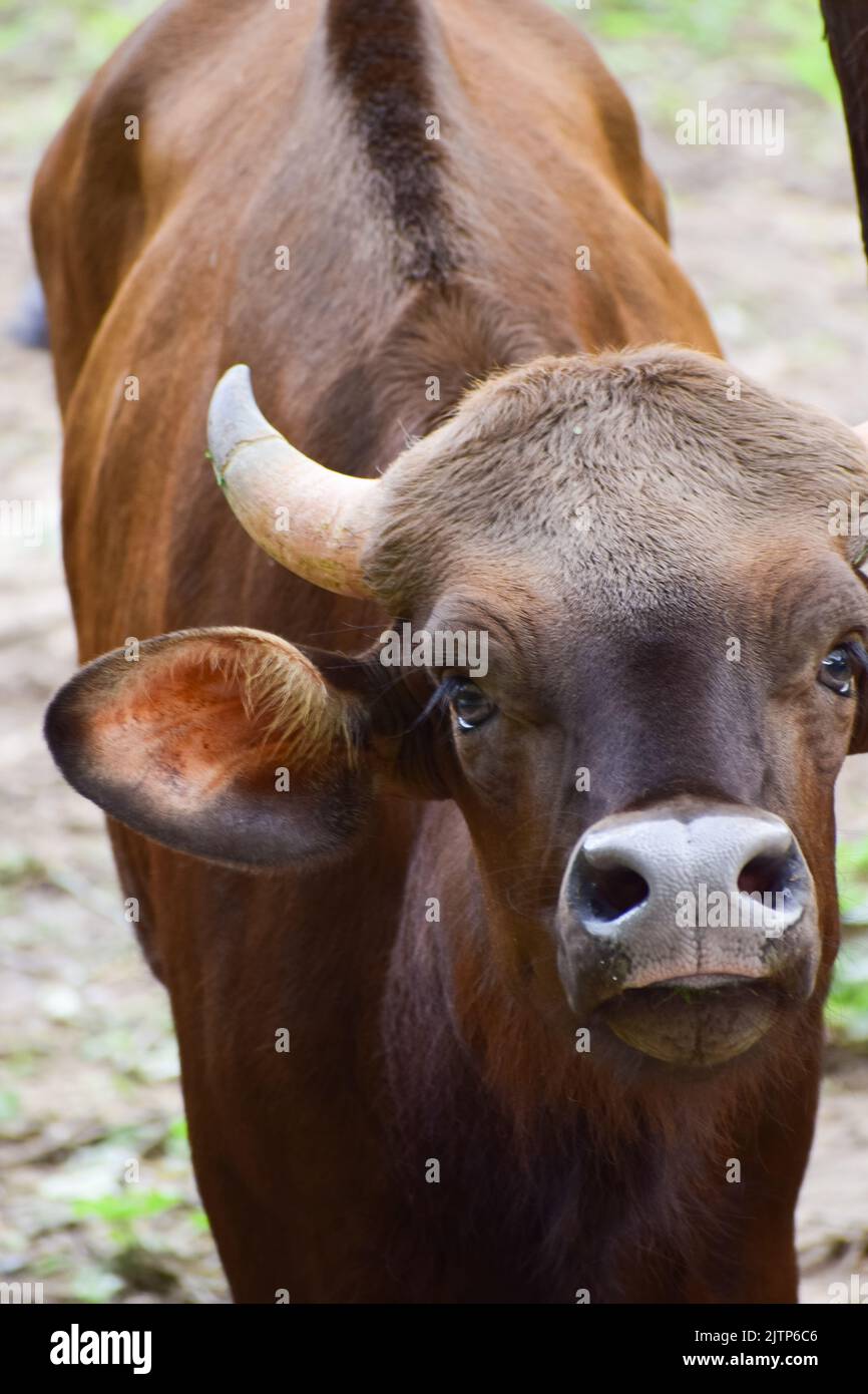 Indian goar hi-res stock photography and images - Alamy