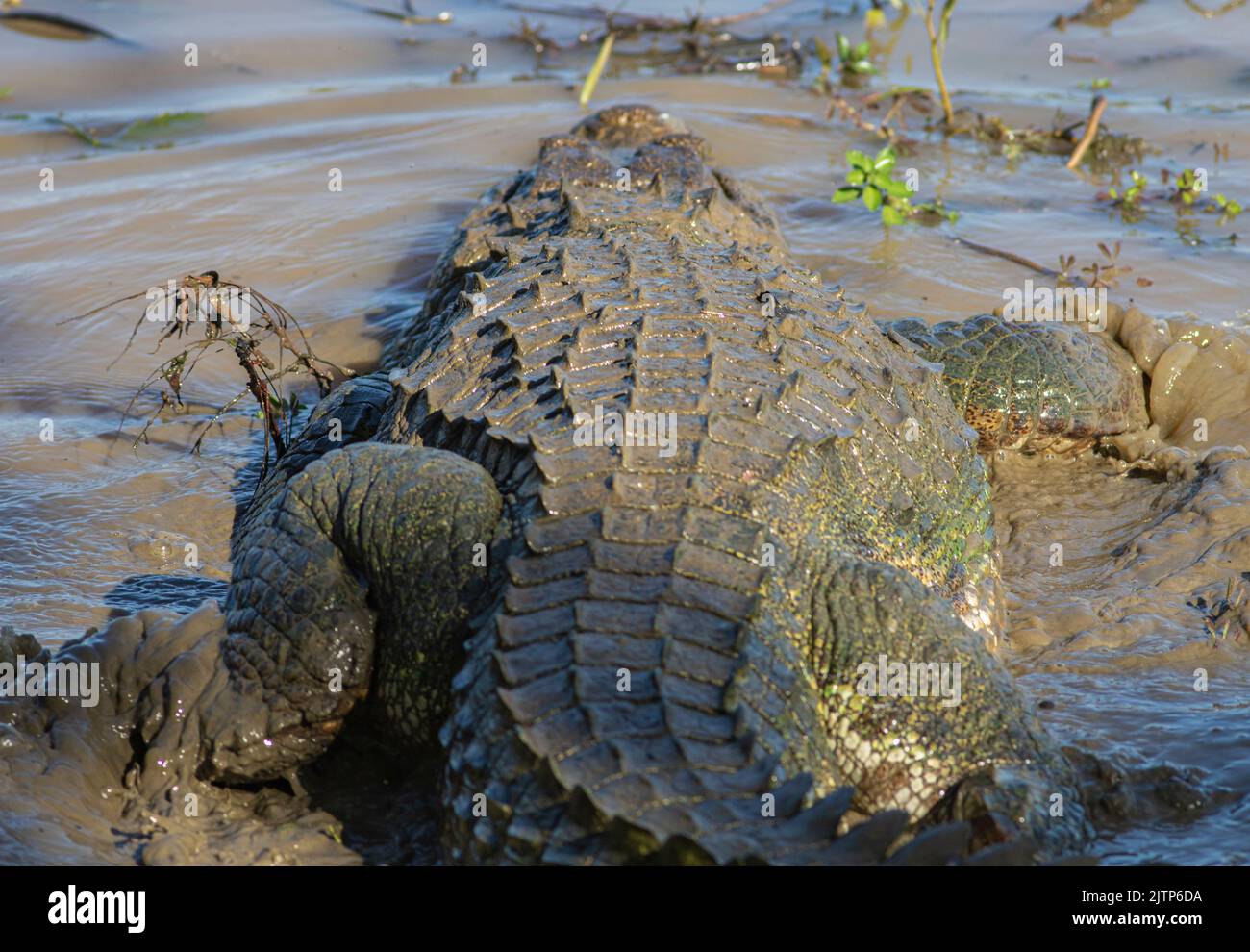 Crocodile on a rock; Crocodile resting on a rock; crocodile on the ...