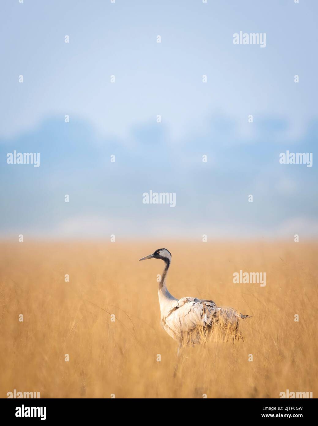 Demoiselle crane or Grus virgo in scenic landscape or open grassland ...
