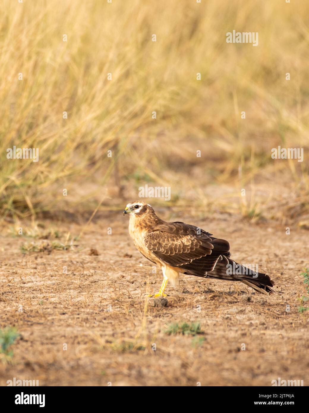 Montagu or Montagus harrier or Circus pygargus closeup in winter migration at Blackbuck National ...