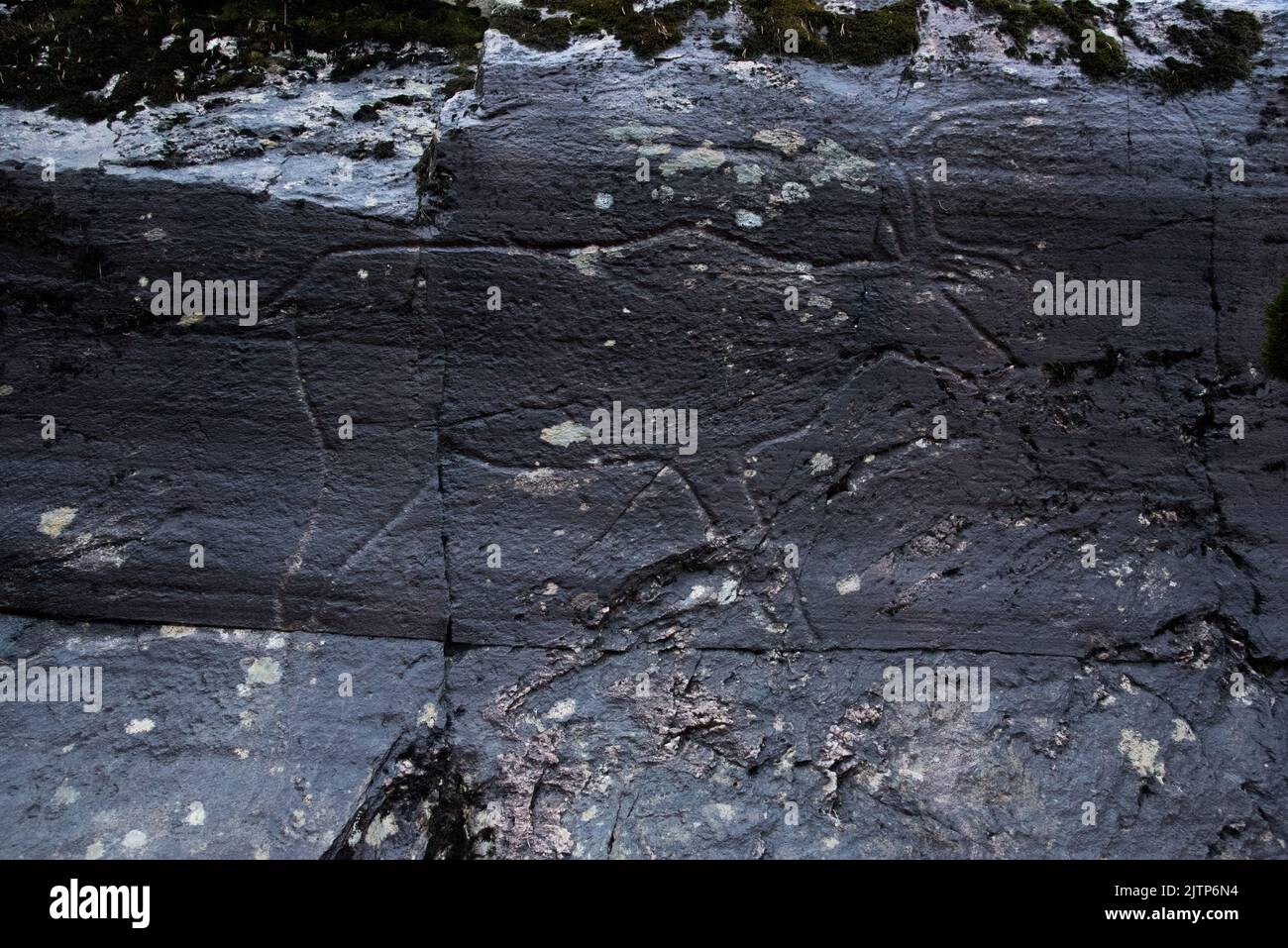 6000 years ago stoneage hunters carved some Reindeer near nowadays Bøla ...
