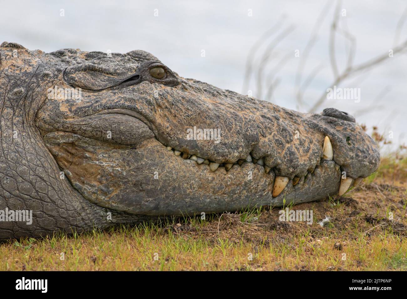 Crocodile on a rock; Crocodile resting on a rock; crocodile on the ...