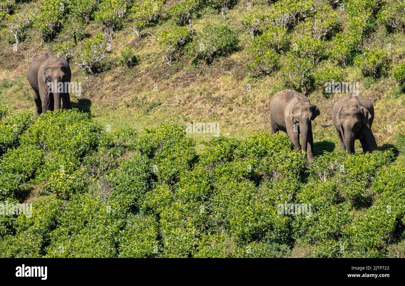 elephants in the open; elephant in the tea estate; elephants from tea ...