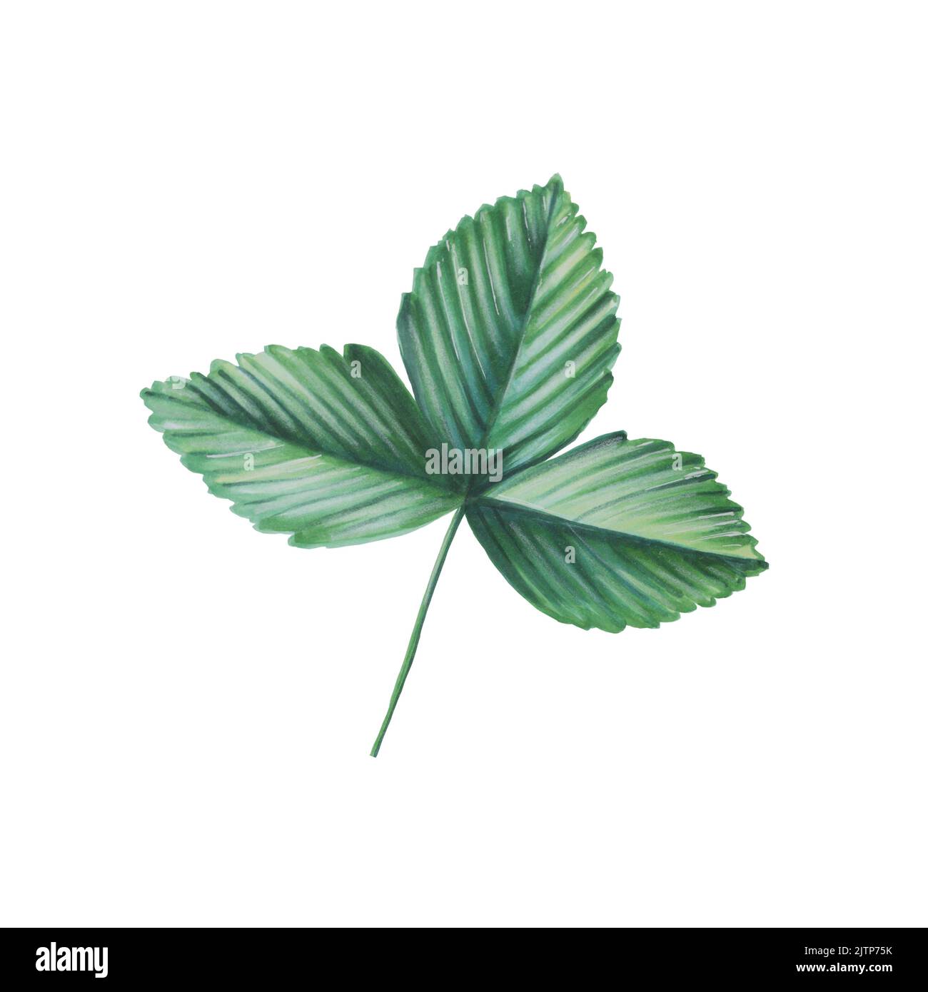 Strawberry leaf isolated illustration Stock Photo - Alamy