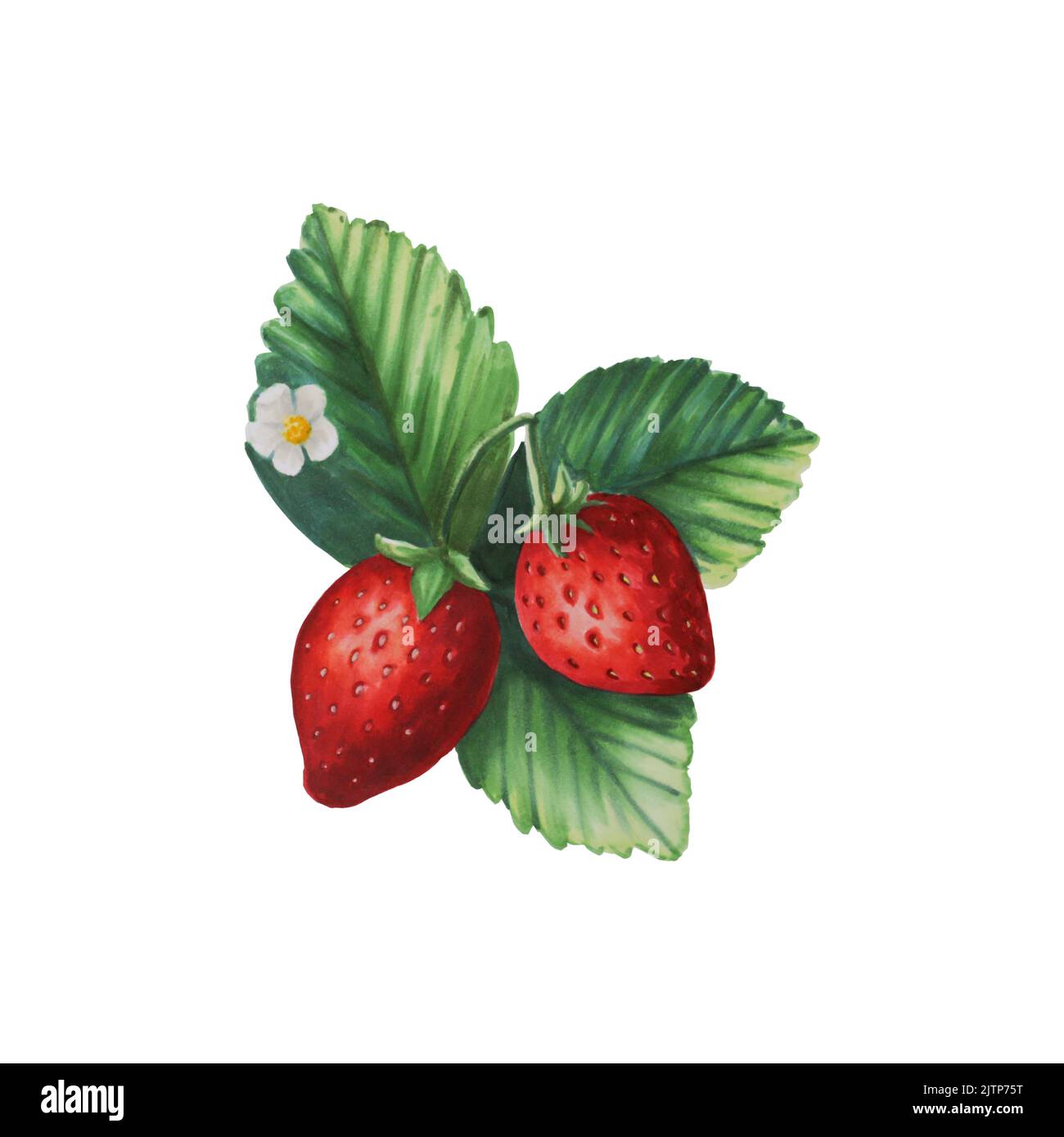 Red strawberry isolated illustration Stock Photo - Alamy
