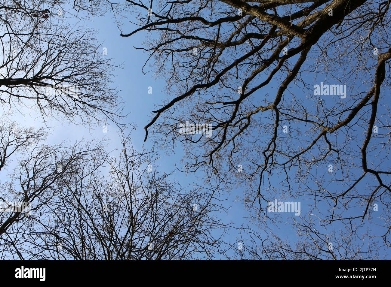 Canopy shyness trees hi-res stock photography and images - Alamy