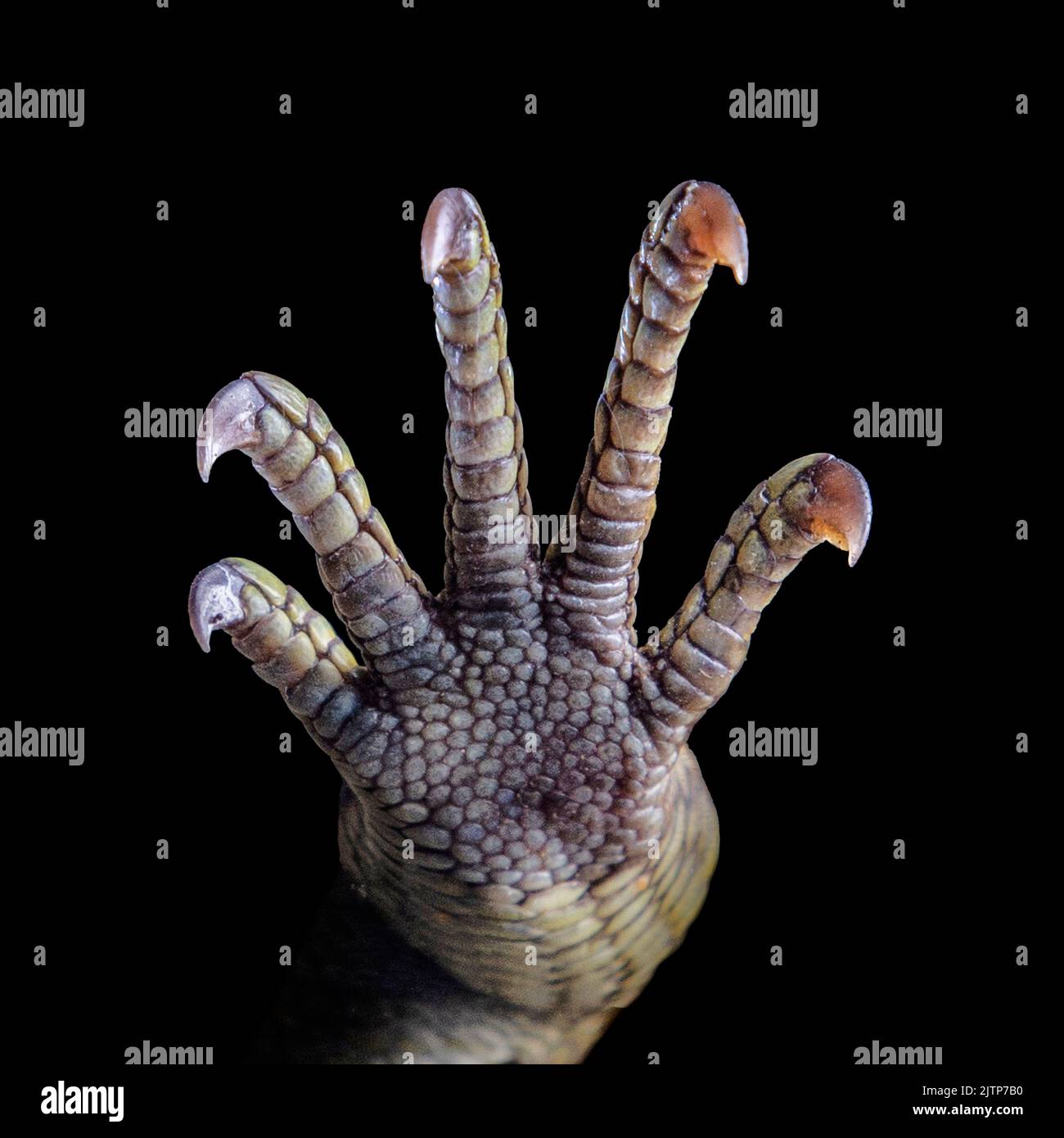 Monster feet hi-res stock photography and images - Alamy