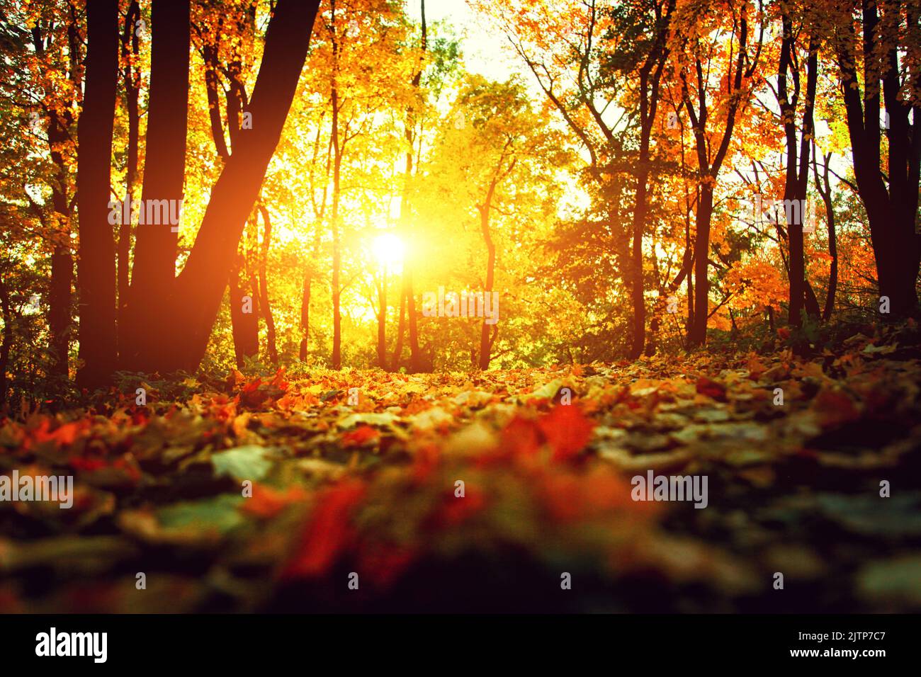 Beautiful autumn background with yellow and red leaves Stock Photo - Alamy