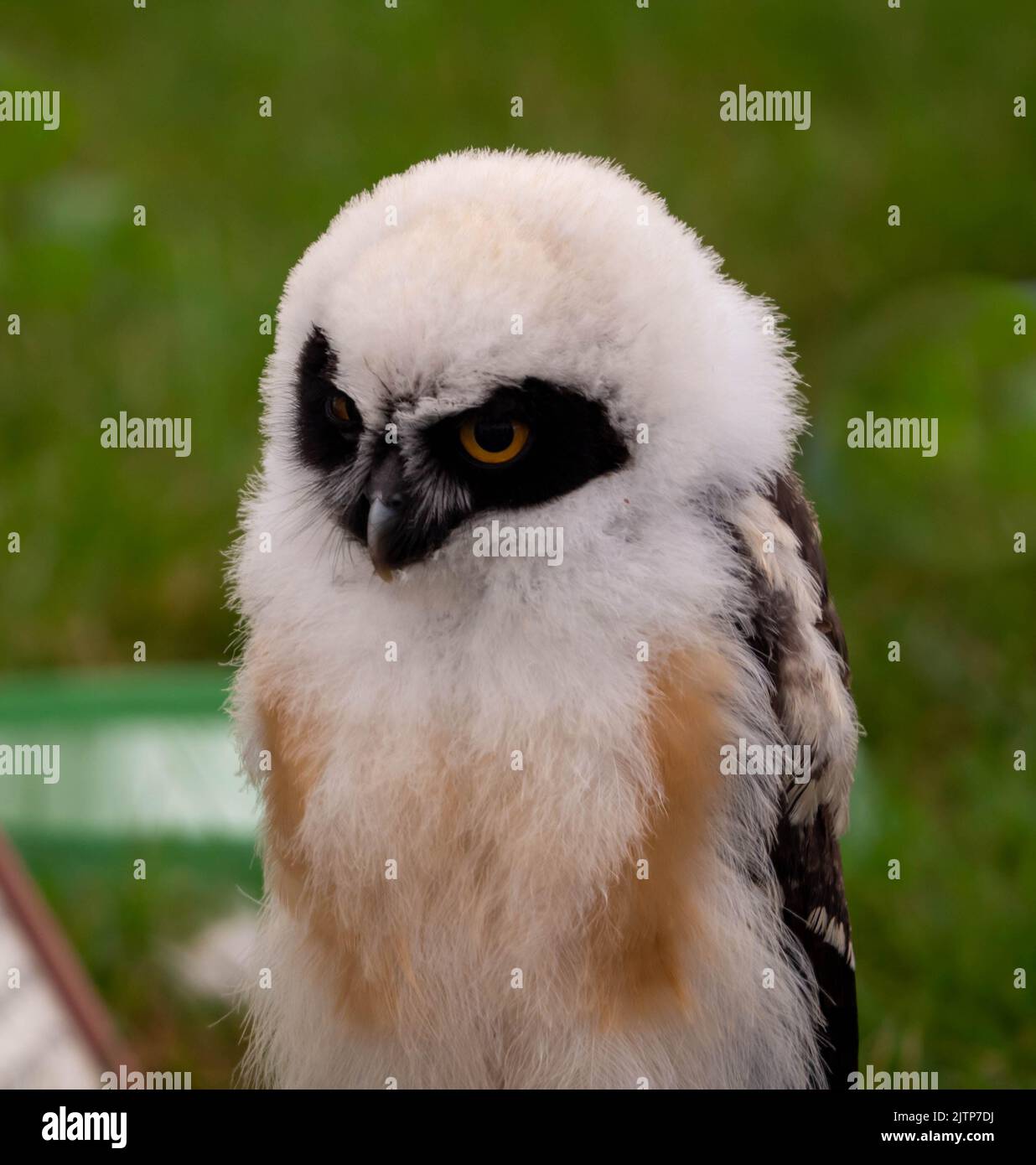 Unsocial bird hi-res stock photography and images - Alamy