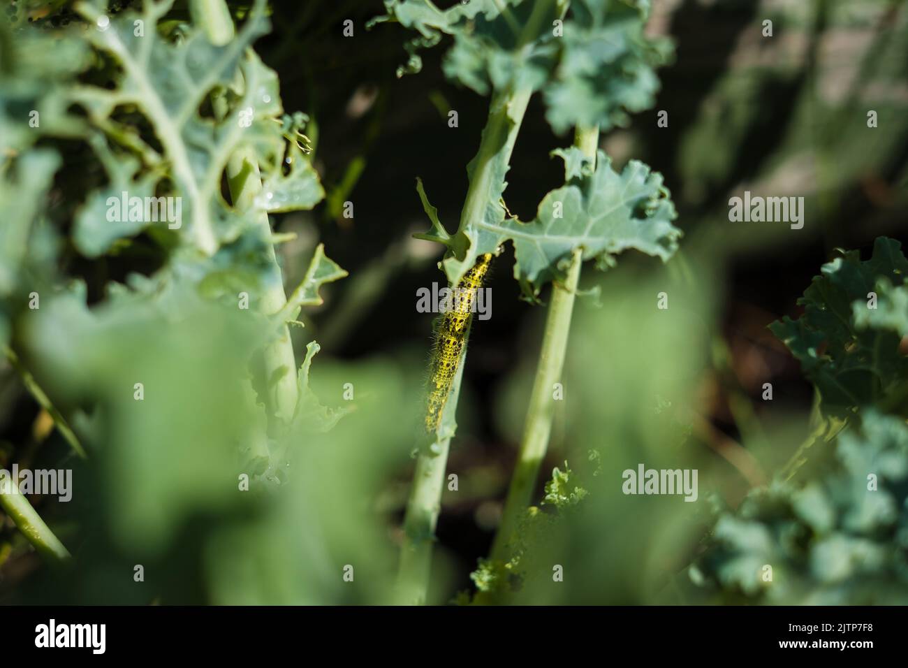 Caterpillars eating kale cabbage Stock Photo - Alamy
