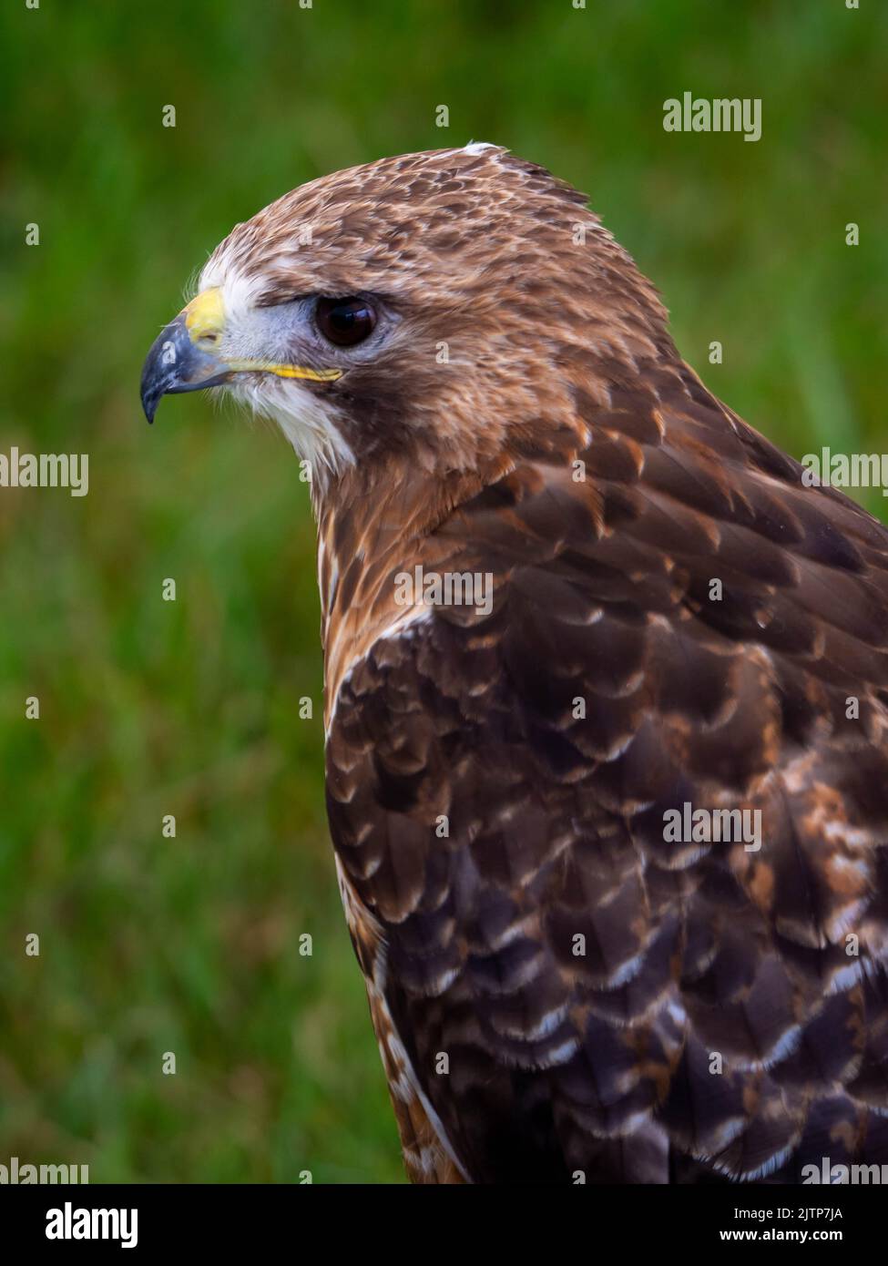 Red-tailed hawk or Red-tailed buzzard profile close up of its head and ...