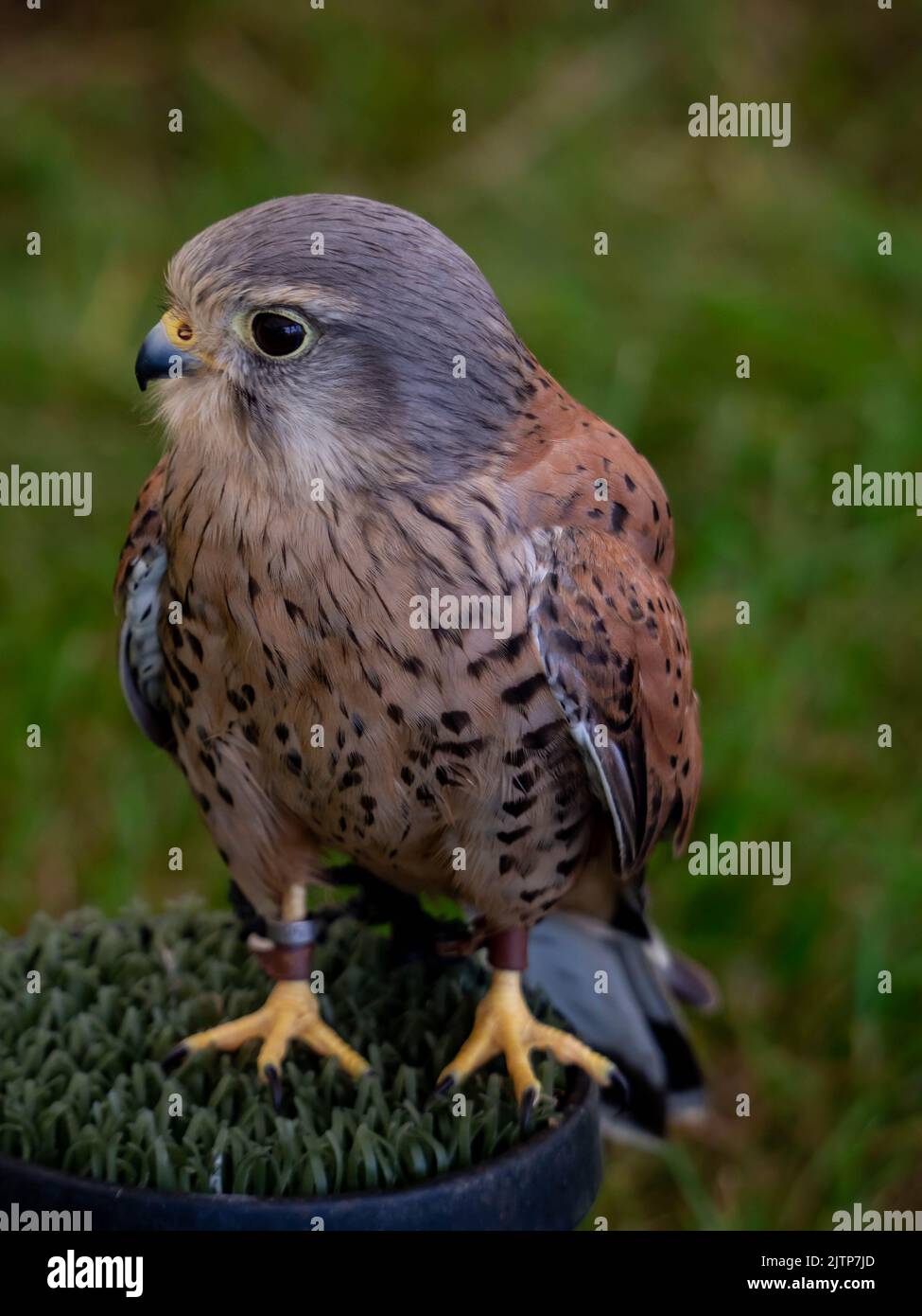 Left eye migrates hi-res stock photography and images - Alamy