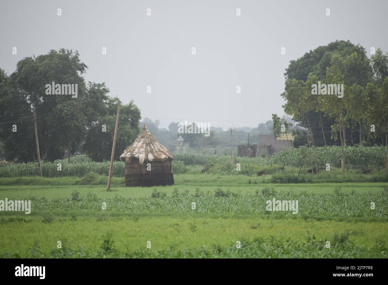 A hut in the middle of rice field in India Stock Photo - Alamy