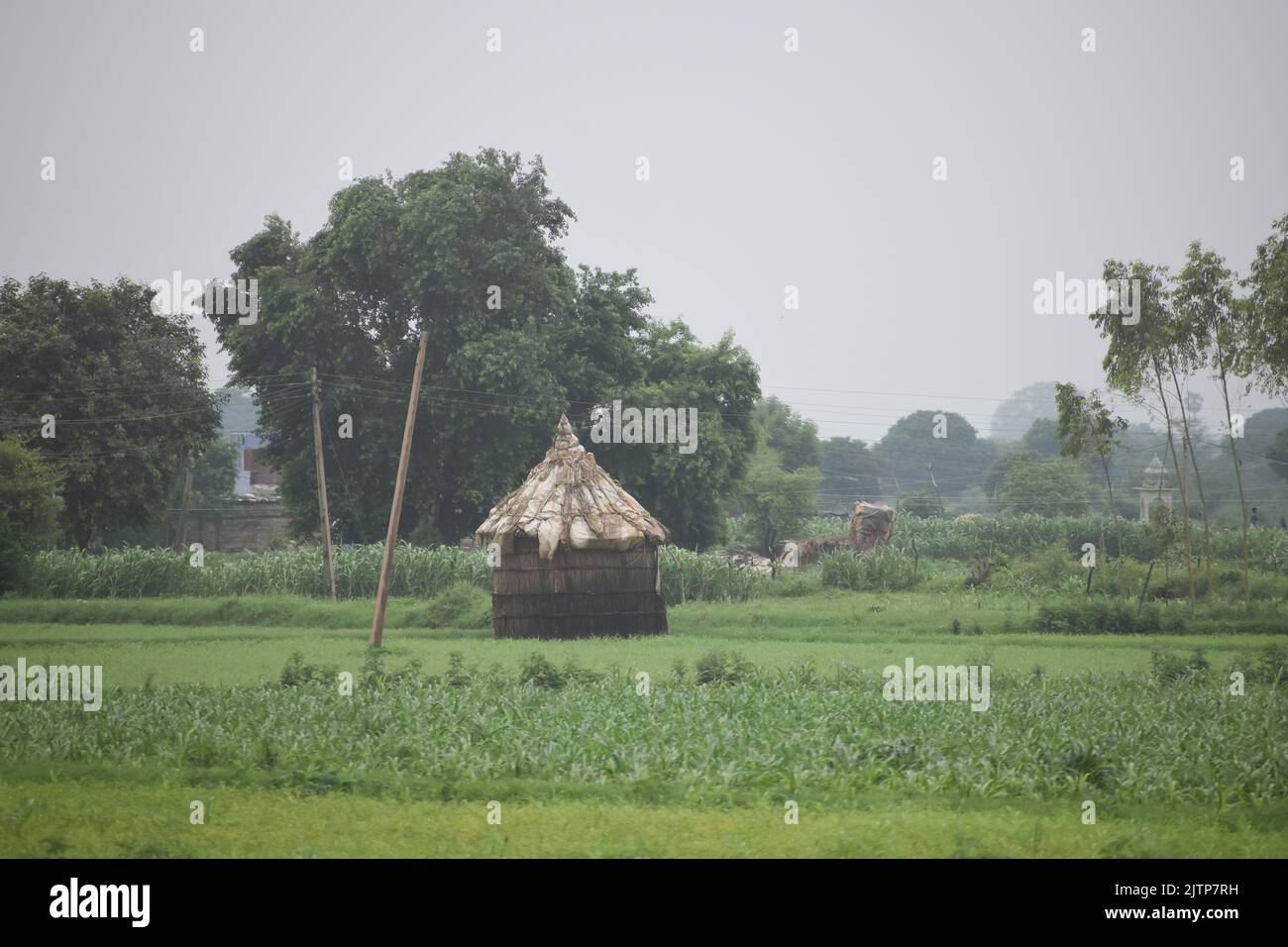 A hut in the middle of rice field in India Stock Photo - Alamy