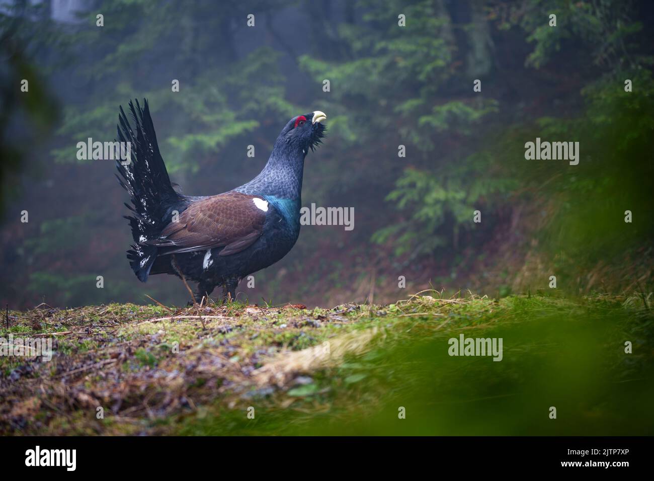 The western capercaillie - Tetrao urogallus, also known as the Eurasian capercaillie, wood ...