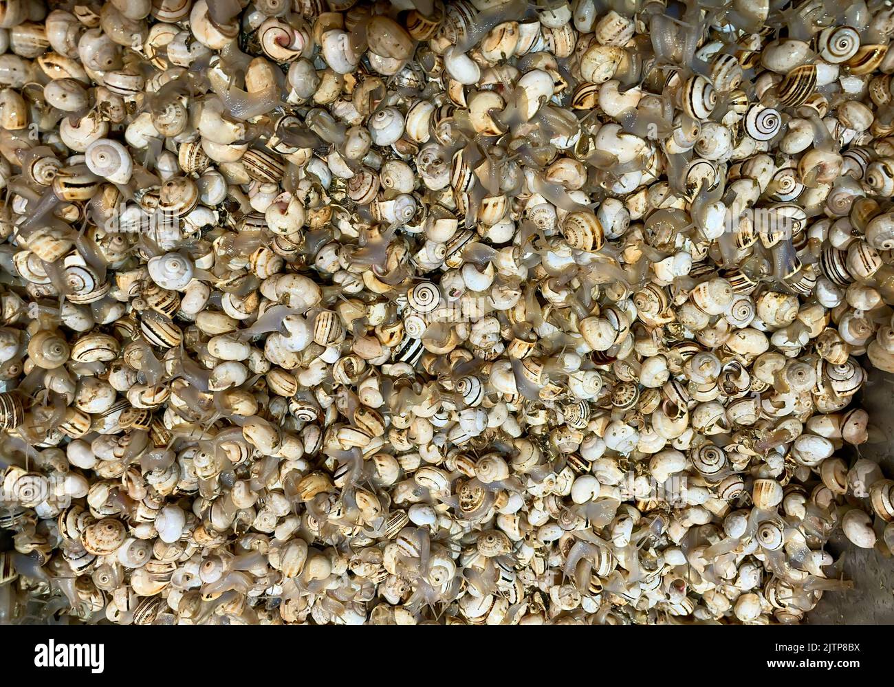 Fresh snails in the market Stock Photo - Alamy