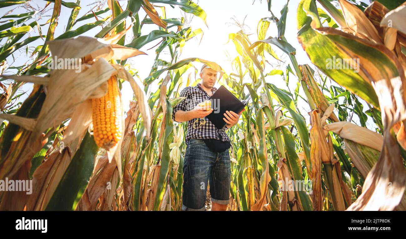 A young agronomist inspects the quality of the corn crop on ...