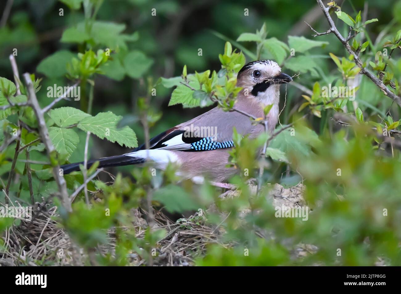 Songbirds in winter near feeders - Eurasian jay. Bird foraging and ...