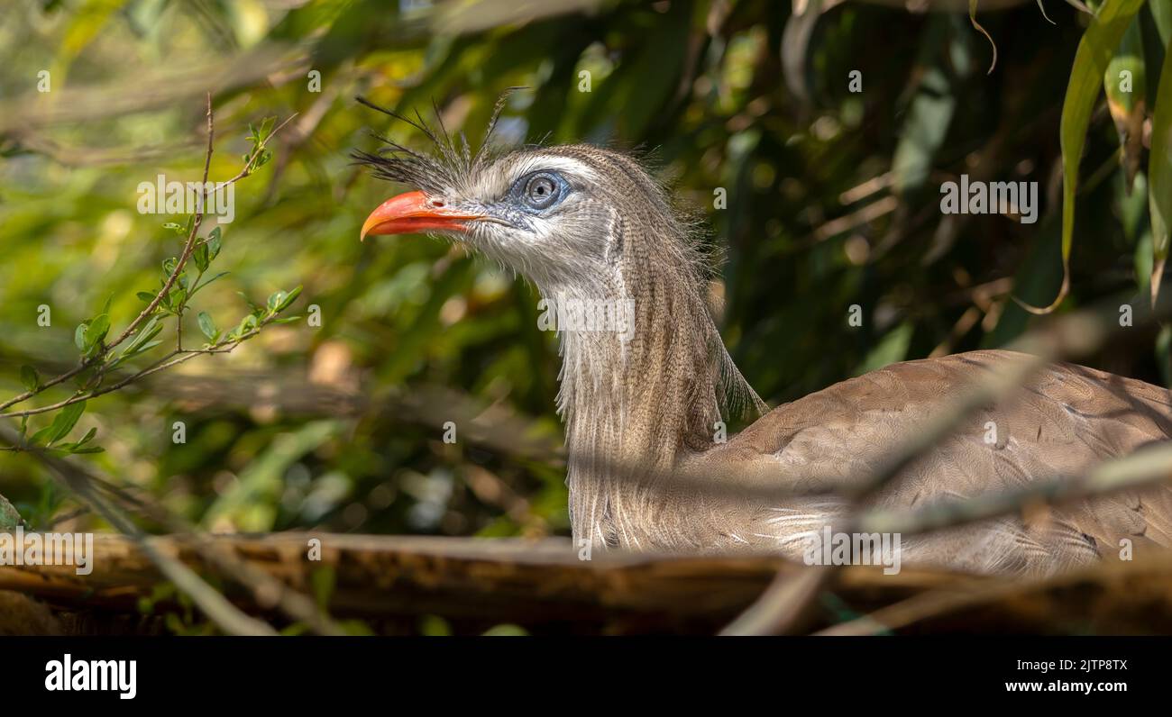 Close-up of a beautiful brazilian bird called Seriema or Cariama ...