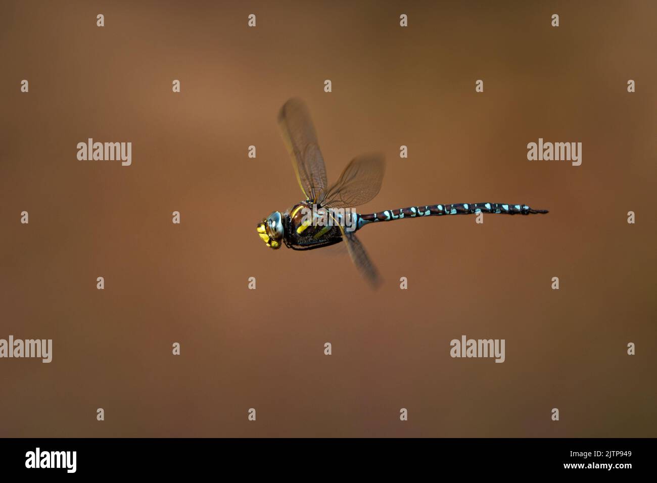The southern hawker or blue hawker - Aeshna cyanea is a species of ...