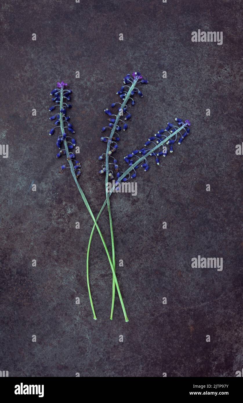 Three dried and shrivelled flowers and stems of Grape hyacinth or ...