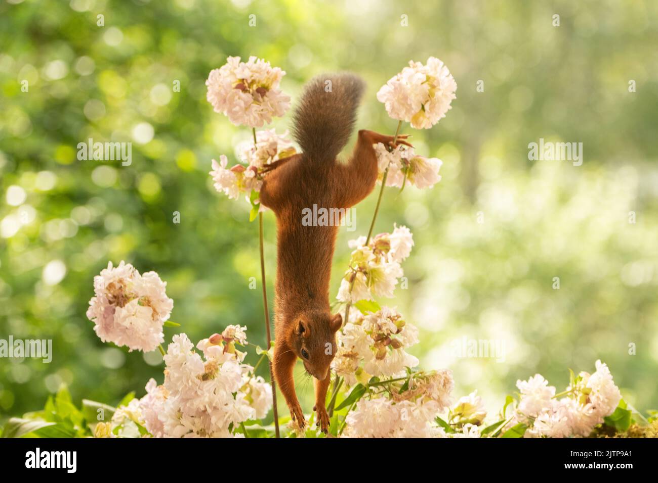 Red Squirrel stand between soapwort flowers Stock Photo - Alamy