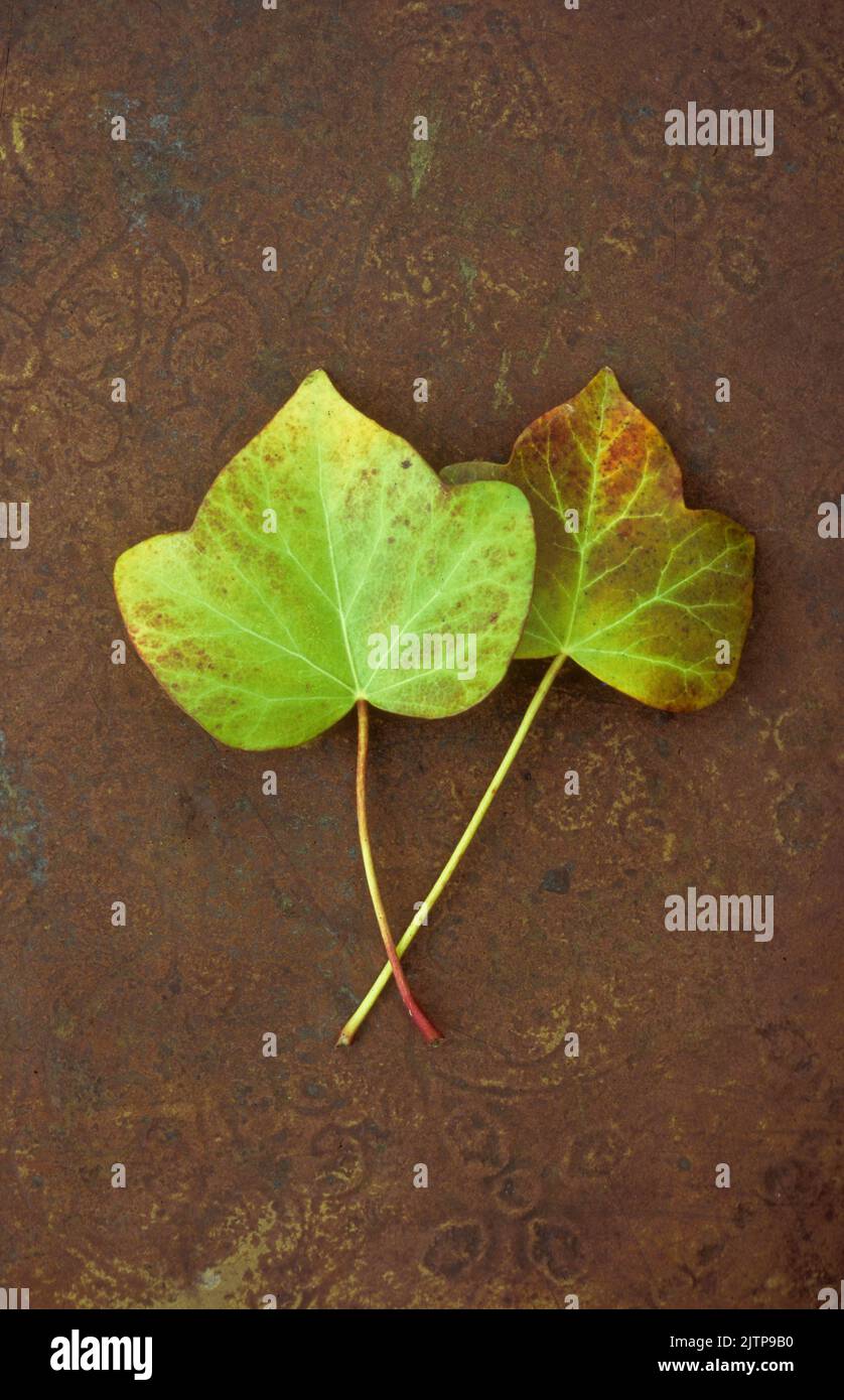 Two fresh green red and yellow veined leaves and stalks of Ivy or ...