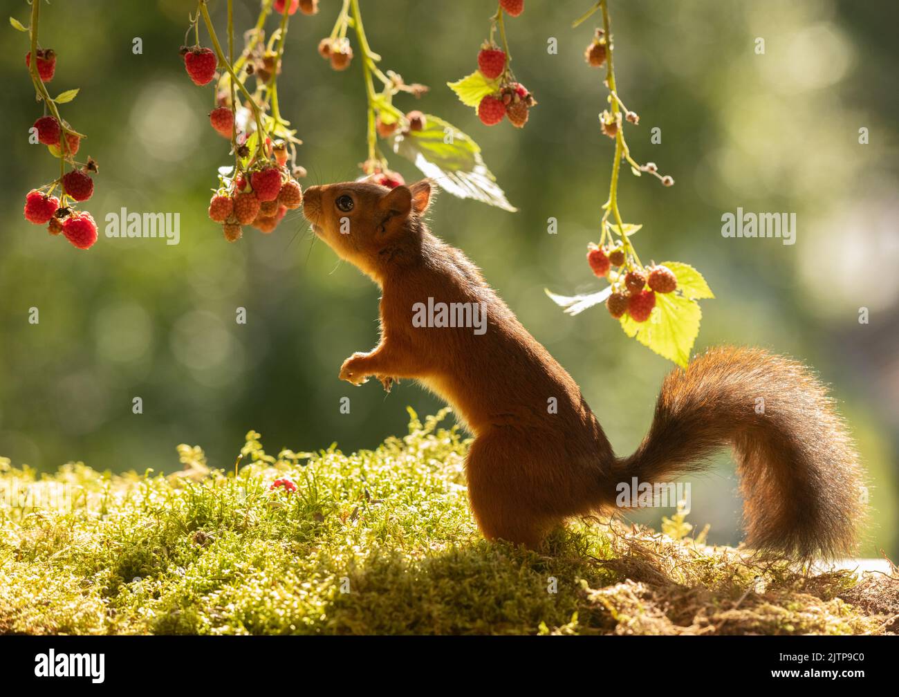 red squirrel is smelling raspberries Stock Photo - Alamy