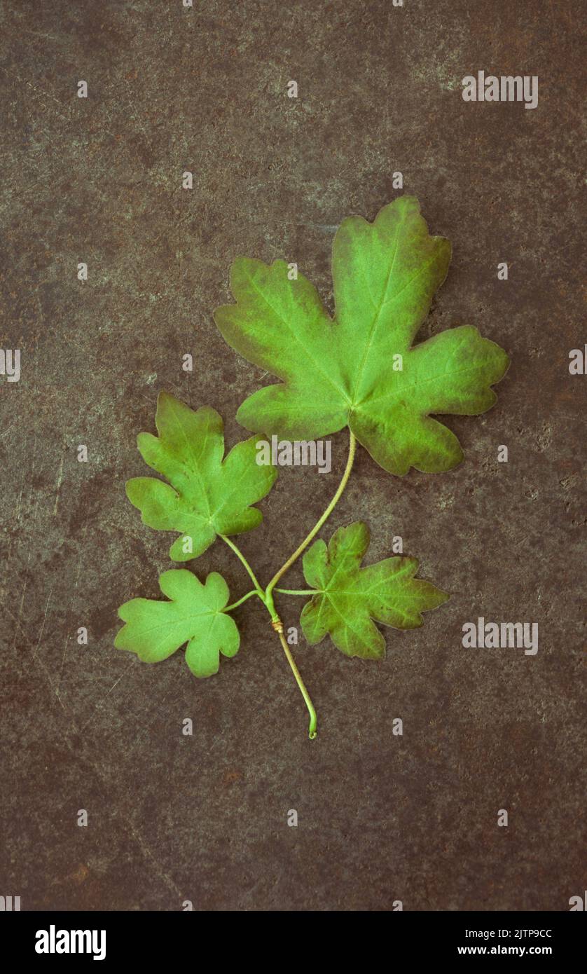 Stem of fresh green leaves of Hedge or Field maple or Acer campestre ...