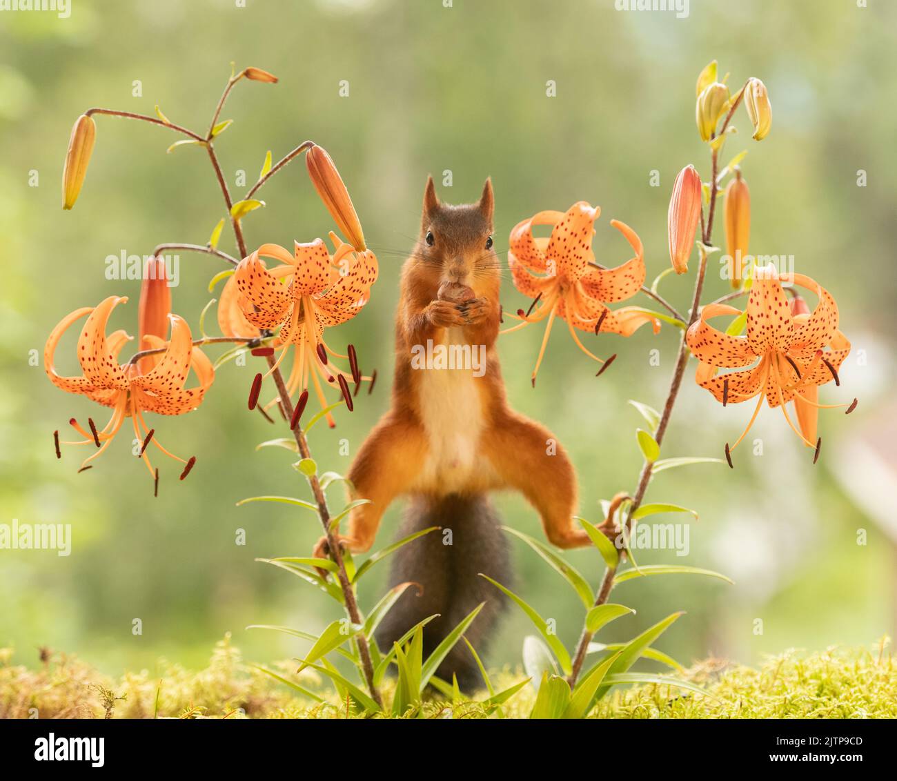 Lilium lancifolium food hi-res stock photography and images - Alamy