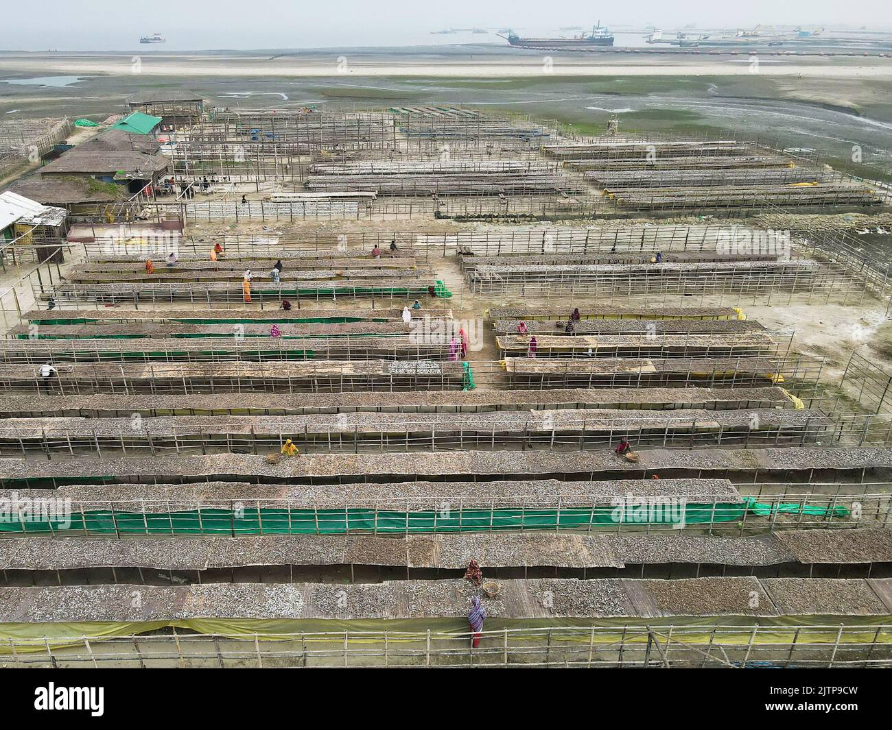 Aerial view of dried fish processing. One of the oldest methods of food ...