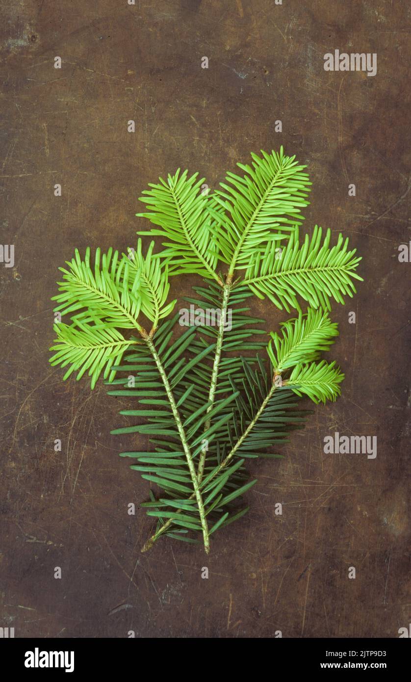 Silver fir tree hi-res stock photography and images - Alamy