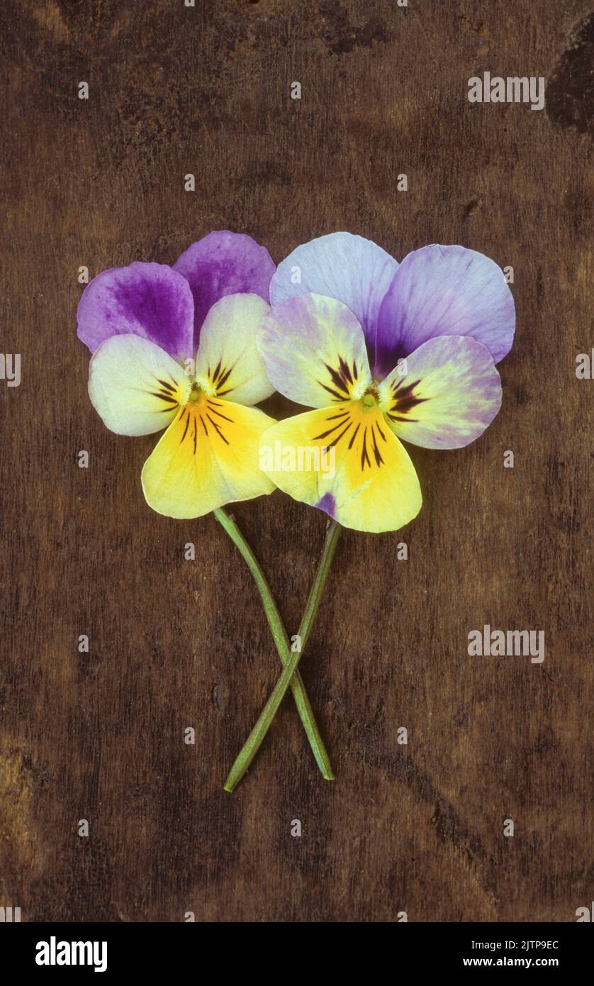 Two flowers and stems of Pansy or Viola tricolor lying on stained wood ...