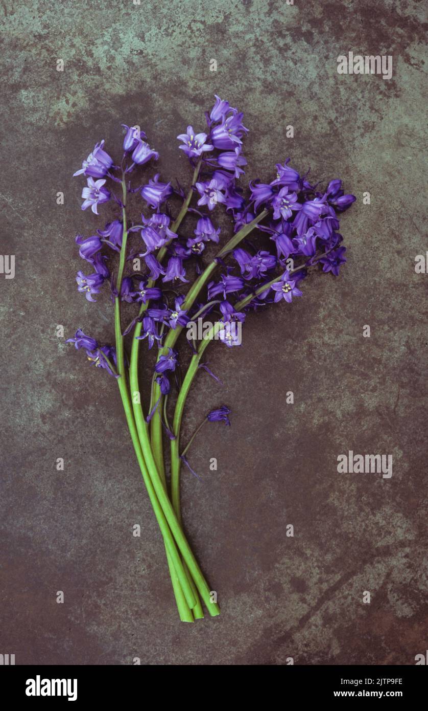 Four stems of flowers of Bluebell or Hyacinthoides non-scripta lying on ...