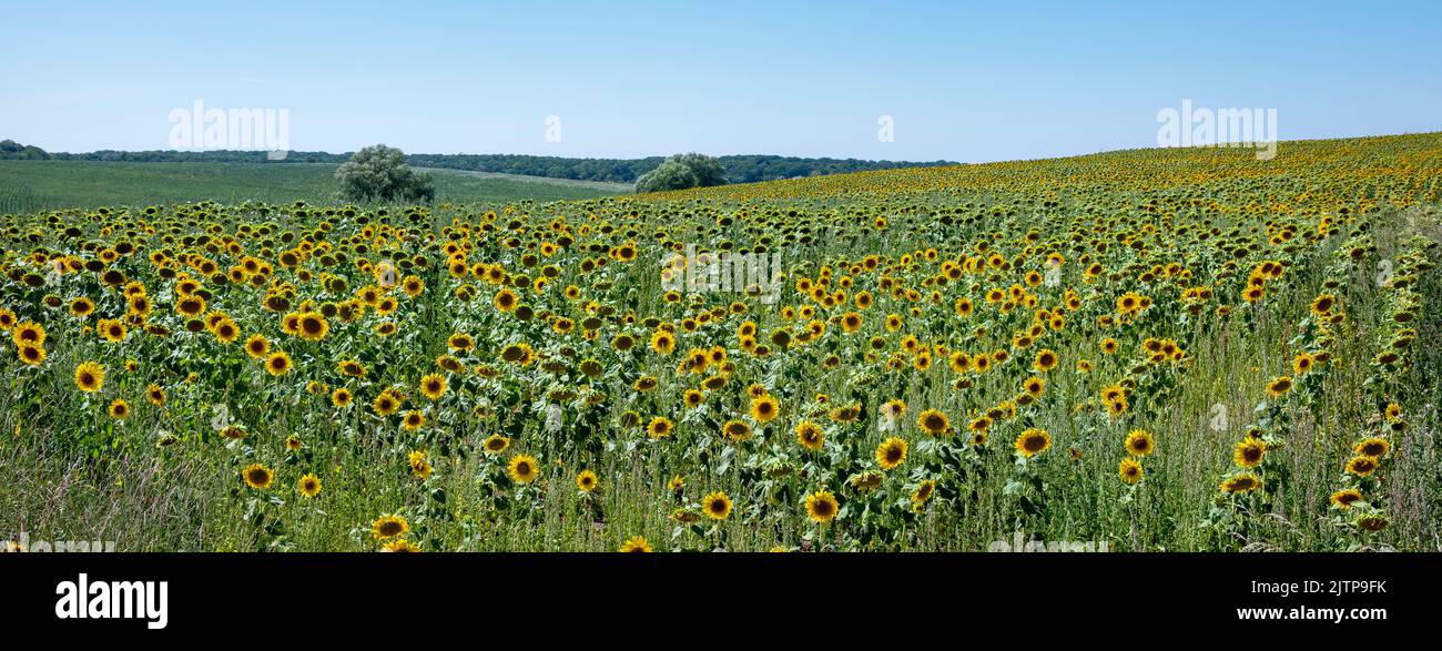 countryside landscape in northern france part of lorraine with ...