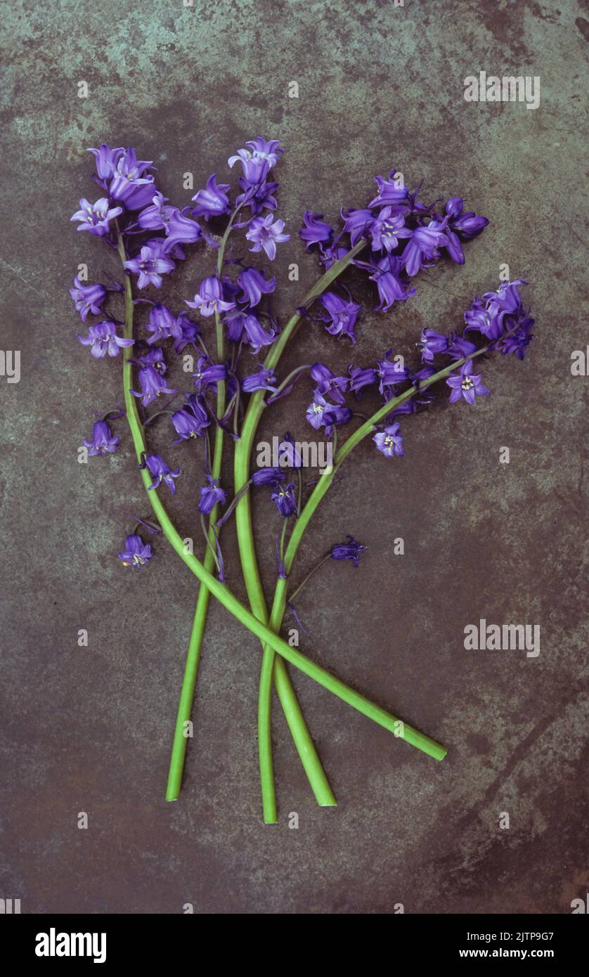 Four stems of flowers of Bluebell or Hyacinthoides non-scripta lying on ...