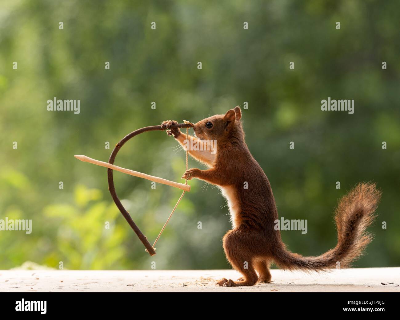 Squirrel and arrow hi-res stock photography and images - Alamy