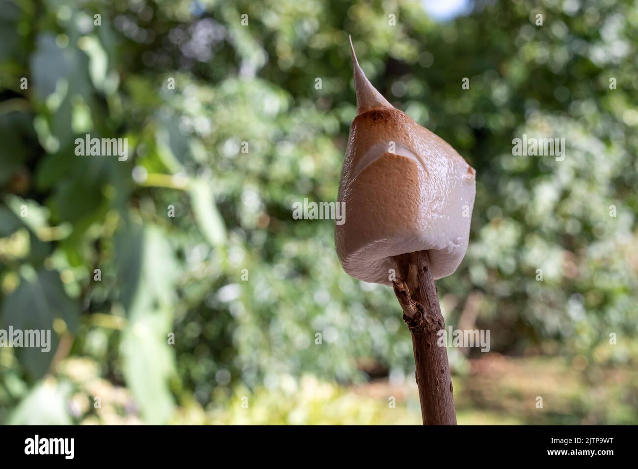 grilled marshmallow on a sharpened branch in the garden Stock Photo - Alamy