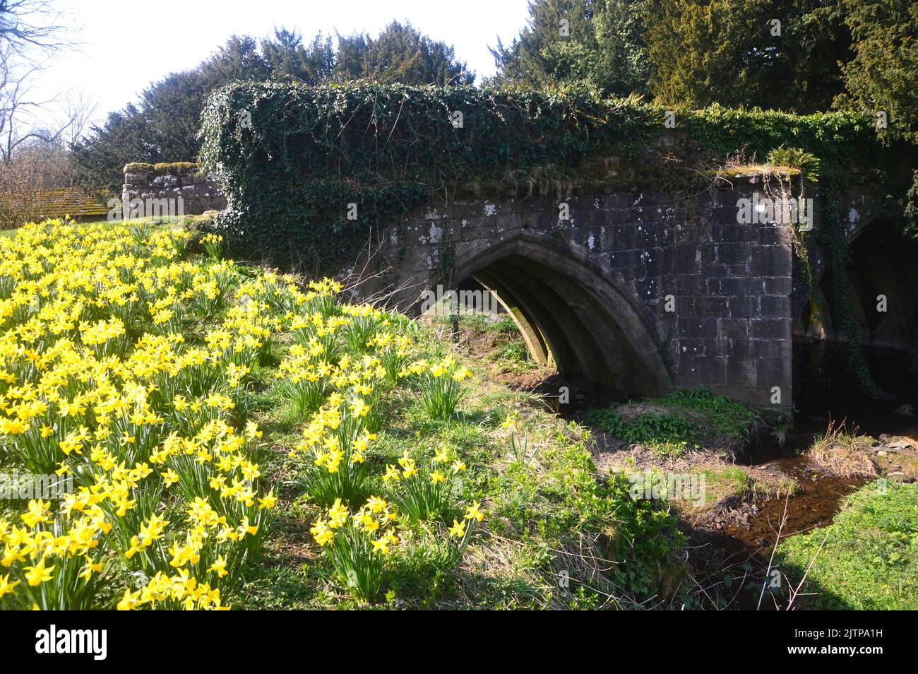 Yellow Springtime Daffodils and Old Stone Bridge amongst the Ruins of ...