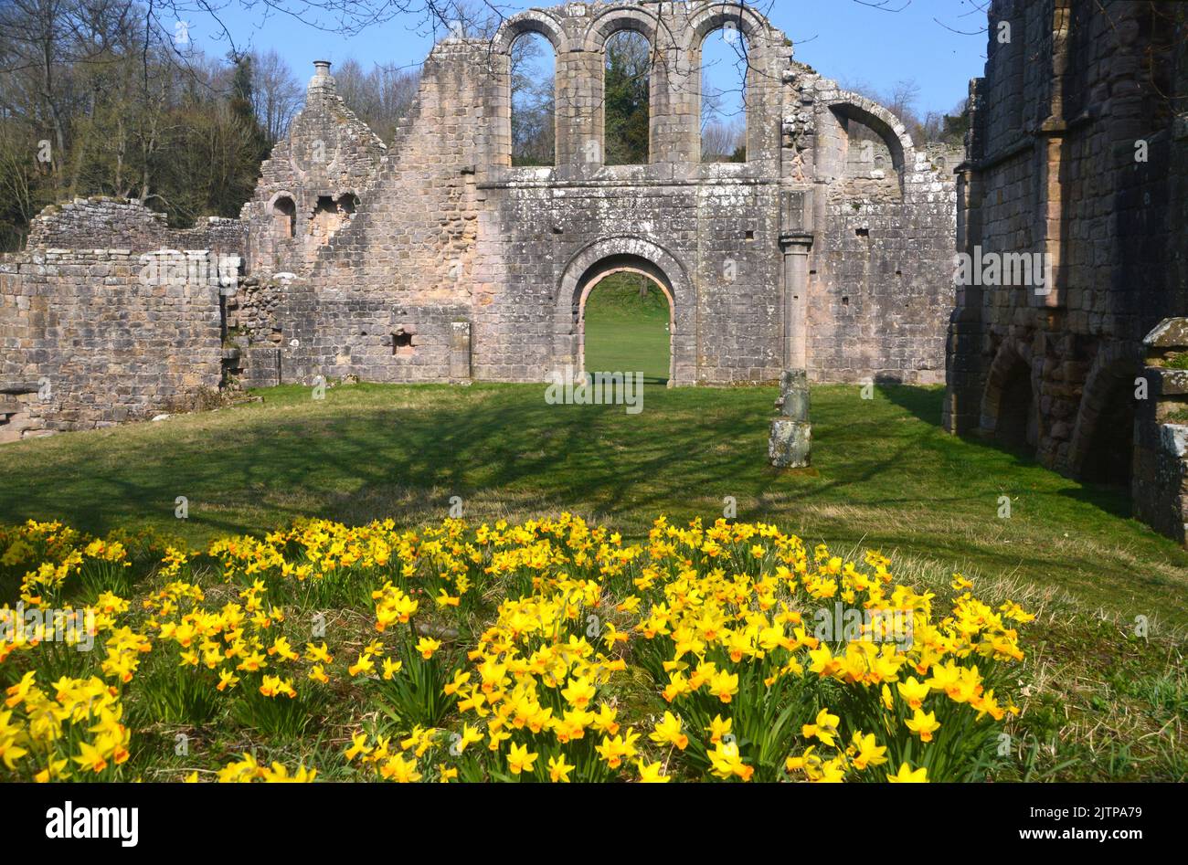 Yellow Springtime Daffodils amongst the Ruins of Fountains Abbey ...