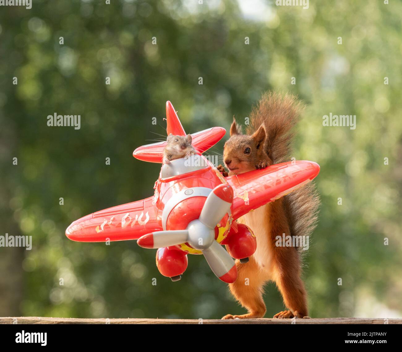 Squirrel and mouse hi-res stock photography and images - Alamy