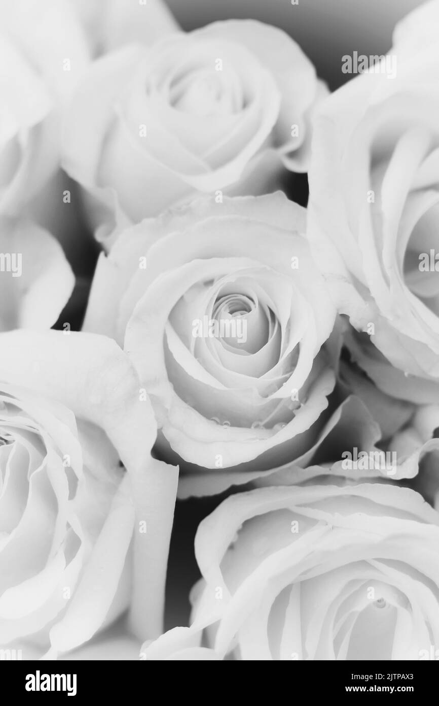 Beautiful fresh roses in full bloom in a black and white monochrome ...