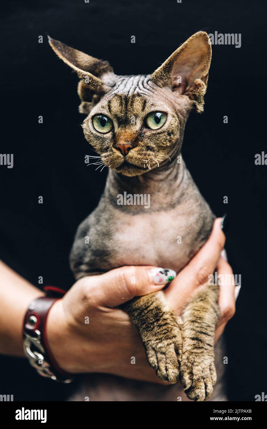 Curious Playful Funny Cute Beautiful Devon Rex Cat Looking At Camera ...