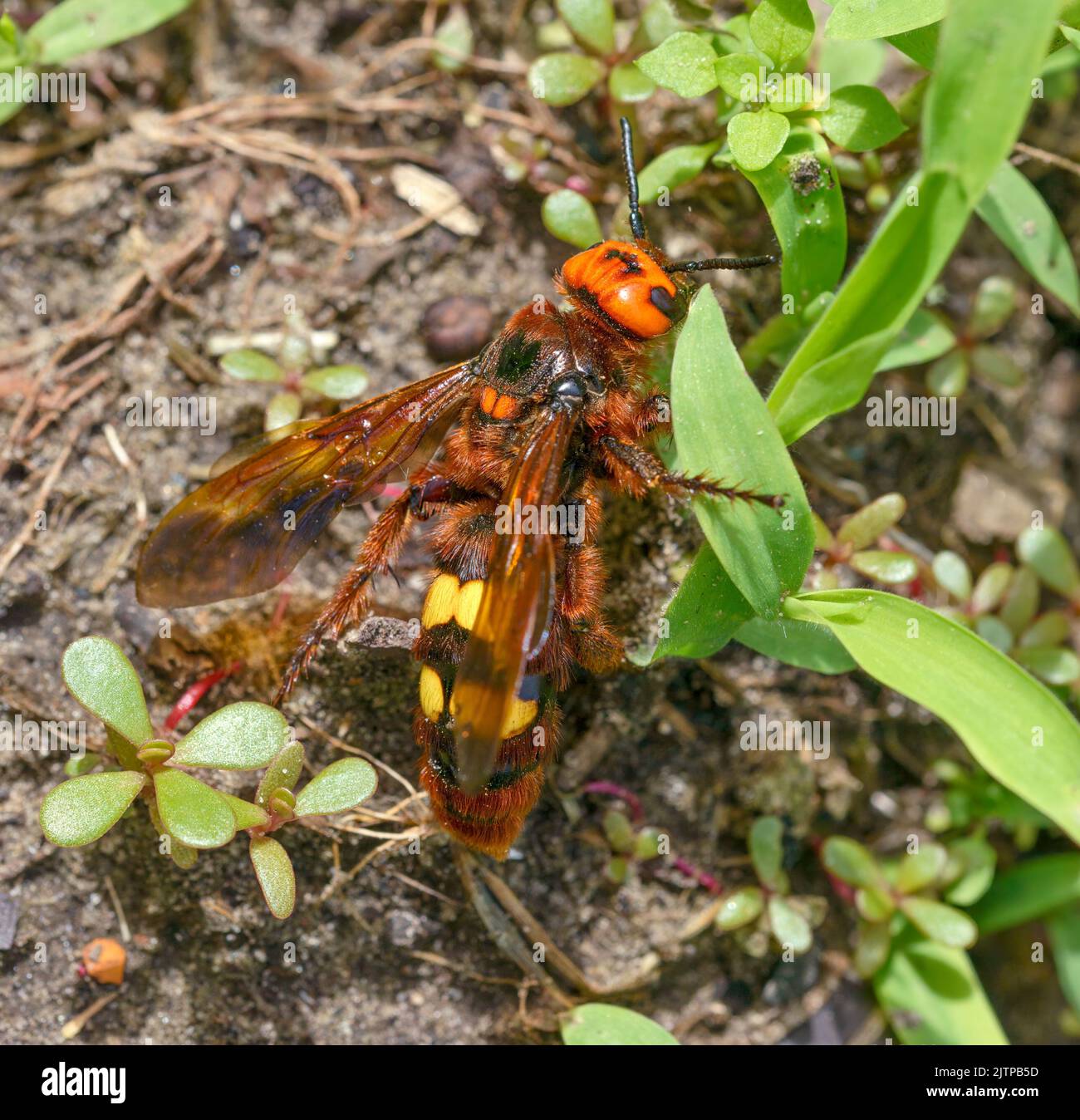 Close-up Megascolia maculata female that is crawling green grass Stock ...